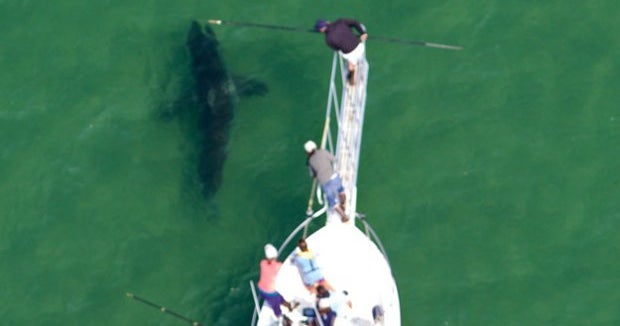 First great white shark of 2015 tagged off Cape Cod - CBS News