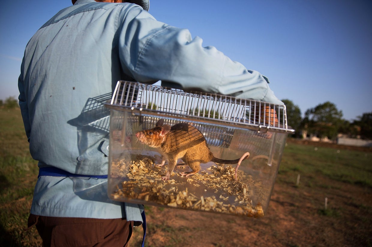 "HeroRATs" detect land mines and save lives