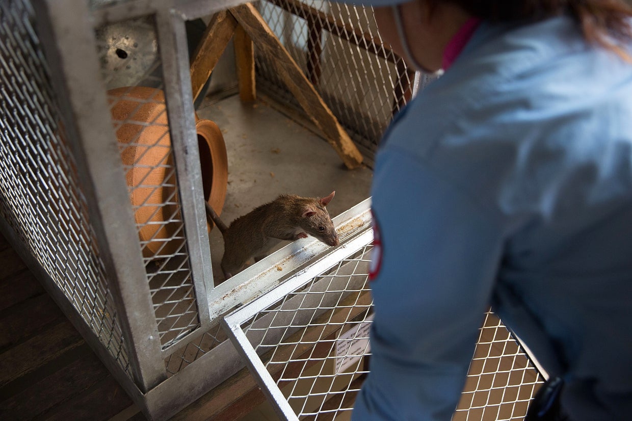 "HeroRATs" detect land mines and save lives