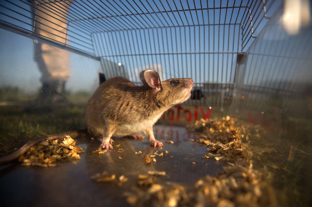 "HeroRATs" detect land mines and save lives