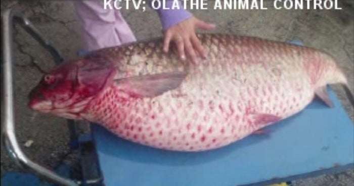 60-pound fish found dead in suburban Kansas drainage ditch - CBS News