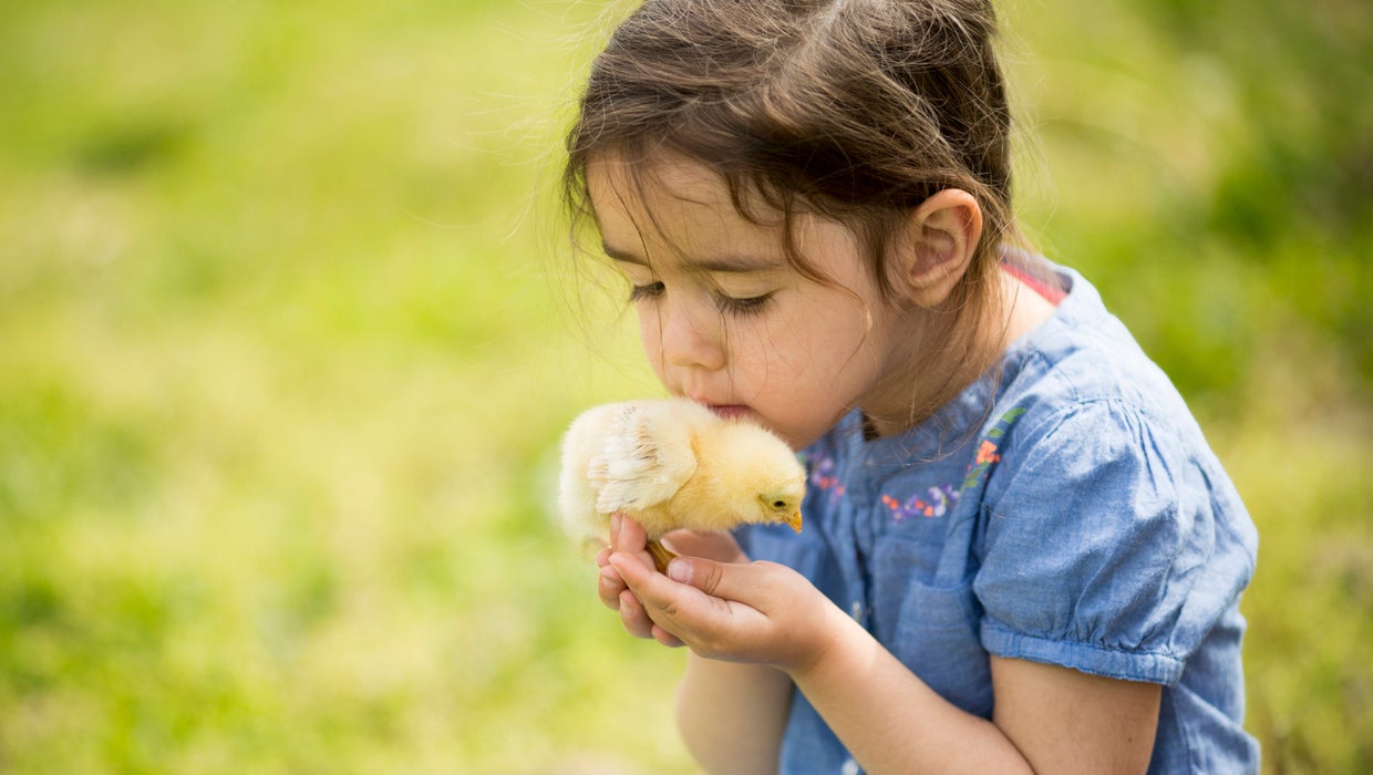 Don't kiss your chickens: Backyard flocks spread Salmonella, CDC warns ...