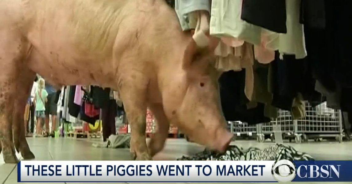 Animals on the loose