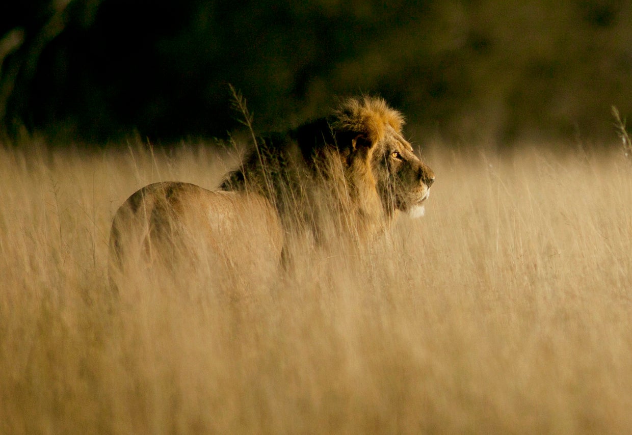Famed lion, known as Cecil, hunted and killed in Africa
