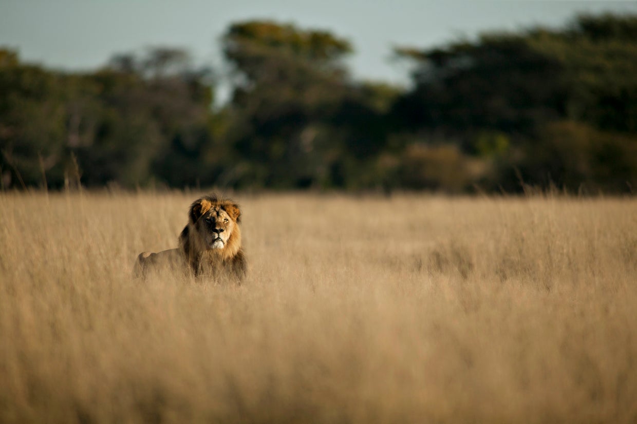 Famed lion, known as Cecil, hunted and killed in Africa