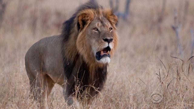 Famed lion, known as Cecil, hunted and killed in Africa