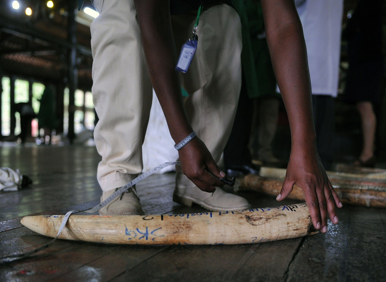 Proposed U.S. ban on ivory trade faces powerful foe - CBS News