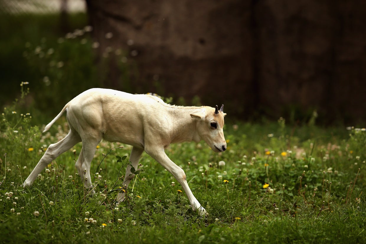 Critically endangered species and beloved animals at risk