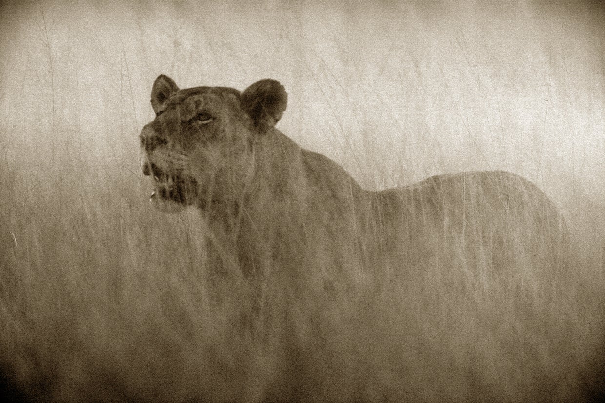 Everything you need to know about lions