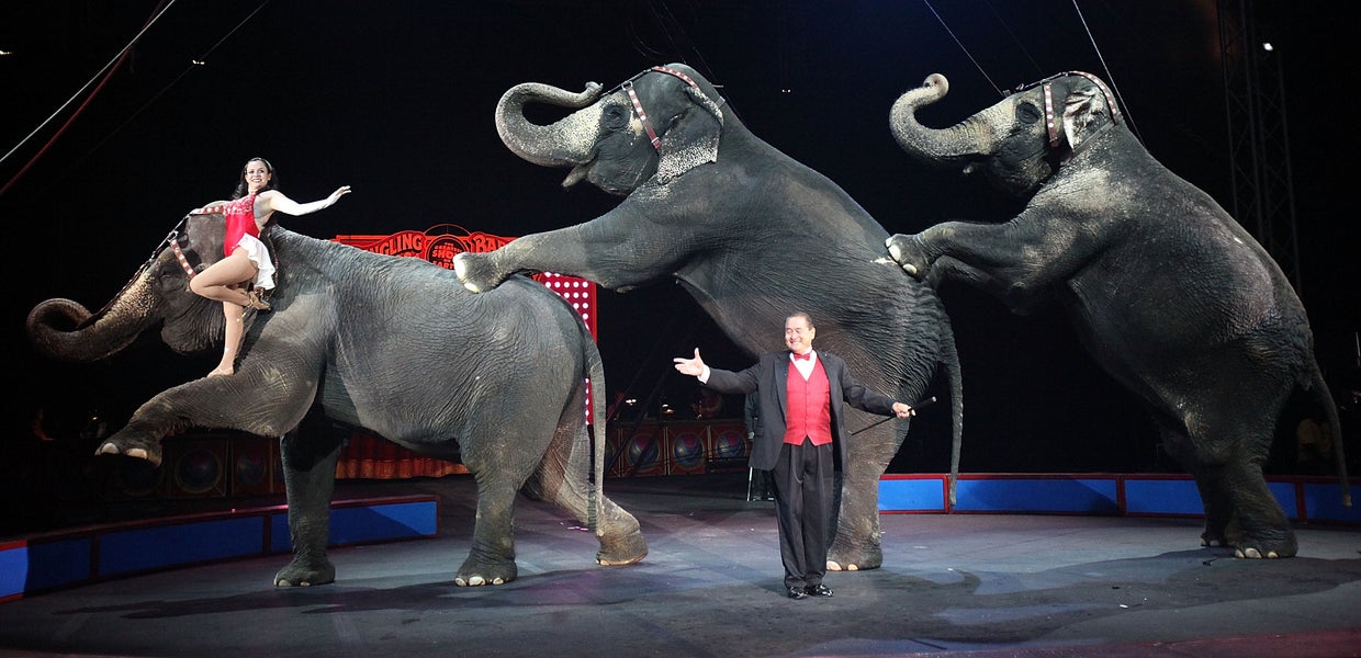 25 Wild facts about elephants