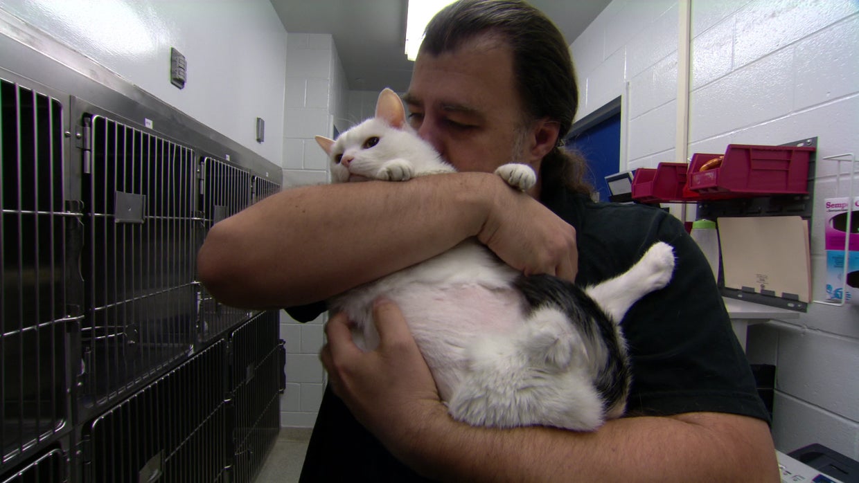Couple spends big bucks for cat's organ transplant - CBS News