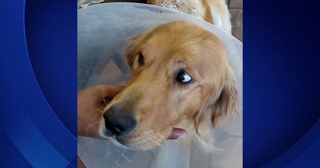 Golden Retriever intentionally set on fire, severely burned in Los ...