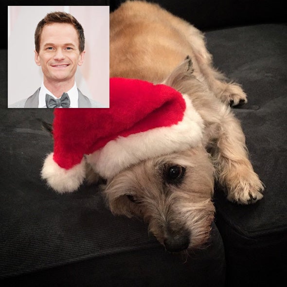 Celebrities with their pups