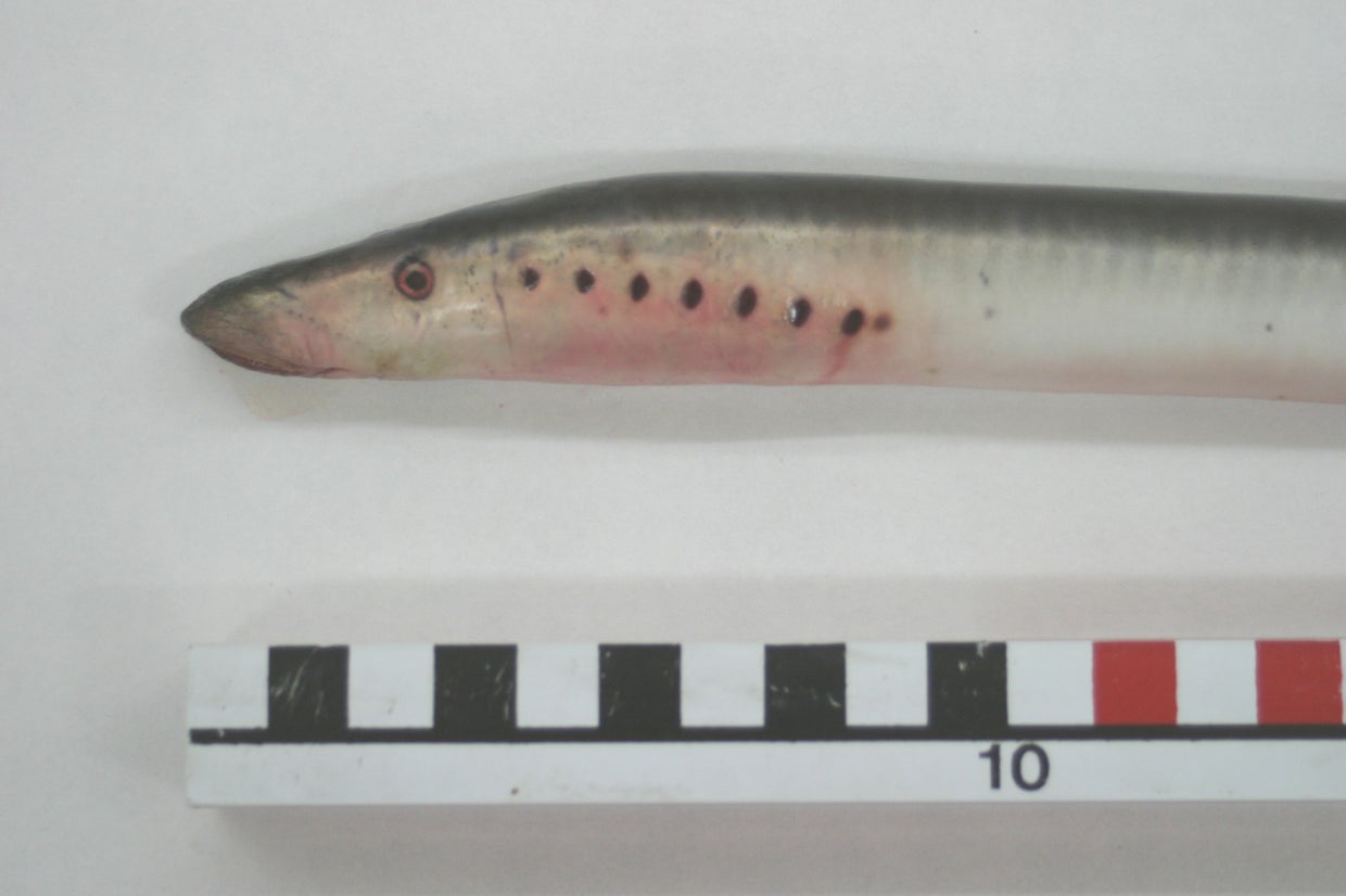 The curious incident of the fish monsters in the sky