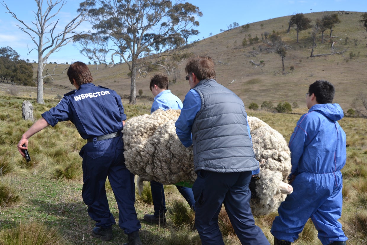 The shear bravery of Chris the runaway sheep
