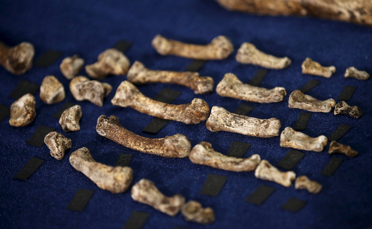 New almost human relative - Homo naledi - discovered in South Africa