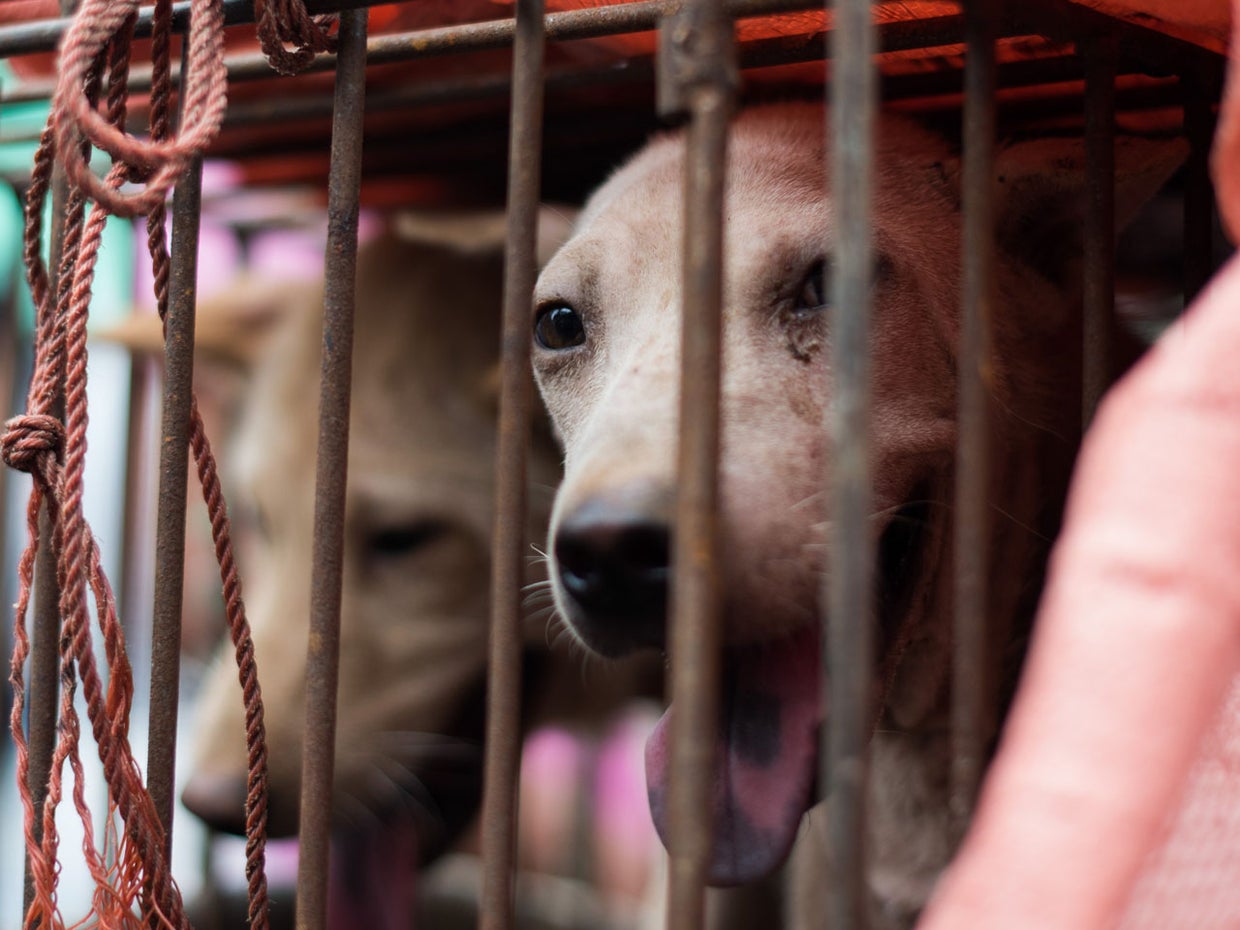 Chinese district: Get rid of your pet dogs or we'll kill them - CBS News