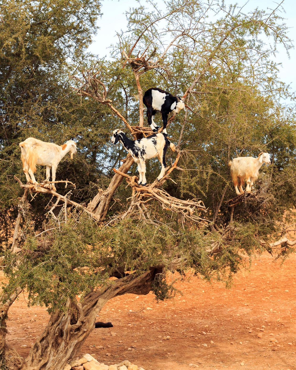 The poop of these Moroccan tree goats produces pricey argan oil