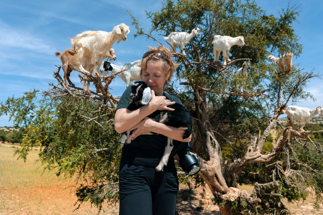 The poop of these Moroccan tree goats produces pricey argan oil