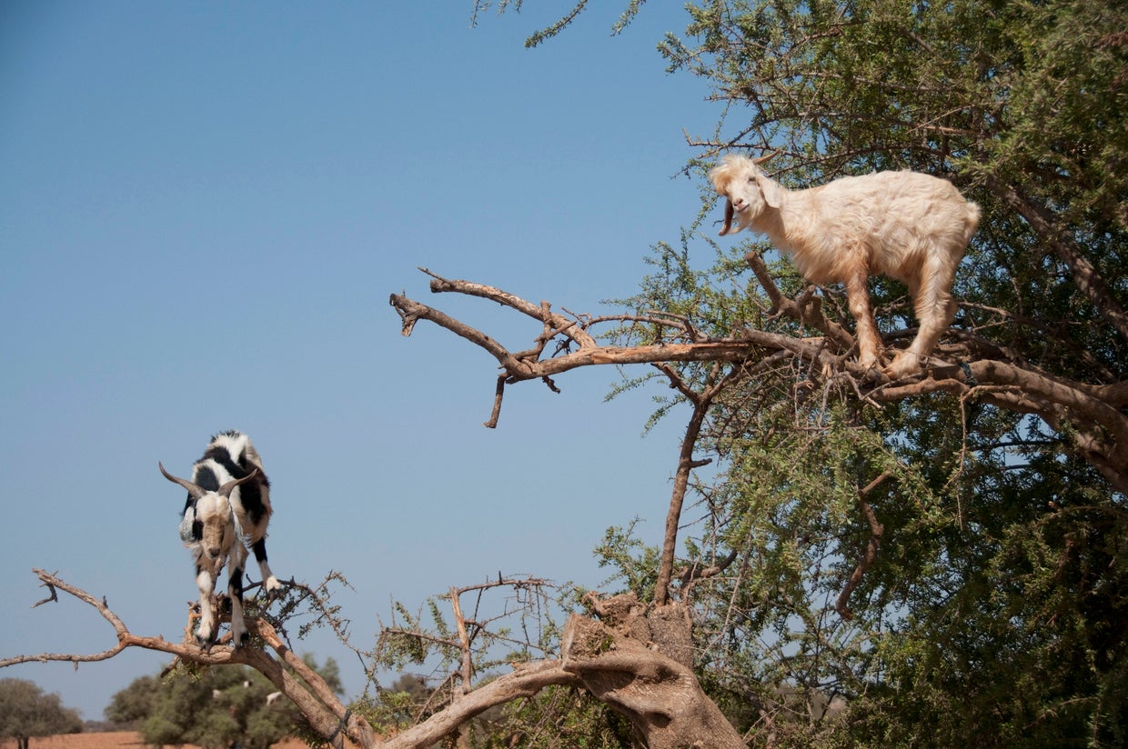 The poop of these Moroccan tree goats produces pricey argan oil