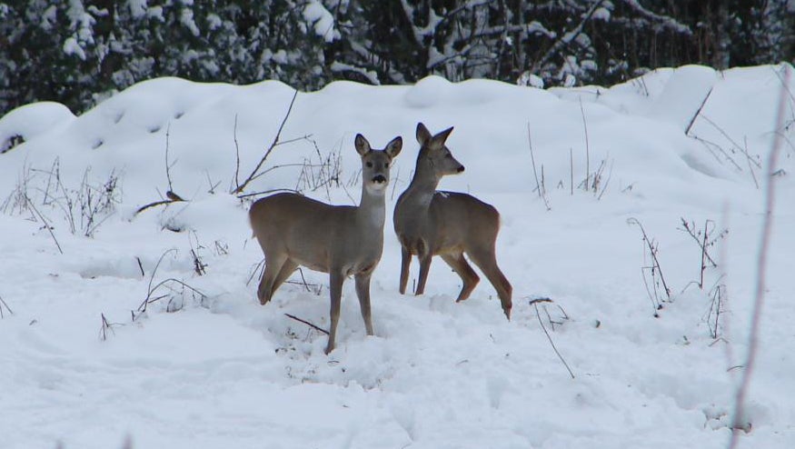 Animals return to Chernobyl - CBS News