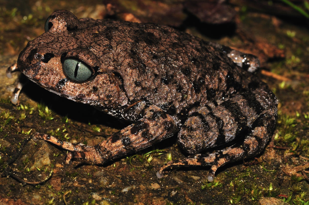 New species discoveries in Eastern Himalayas