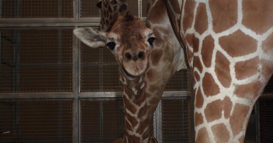 Baby giraffe dies in California zoo accident - CBS News