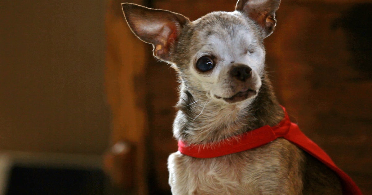 2015 American Hero Dogs