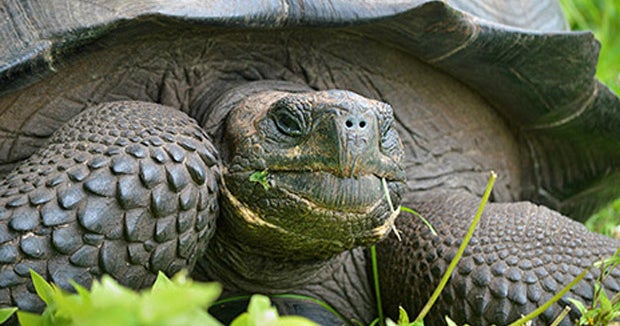 New giant tortoise species found in Galapagos Islands - CBS News