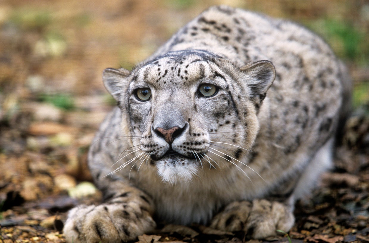 Climate change could push snow leopards to extinction - CBS News