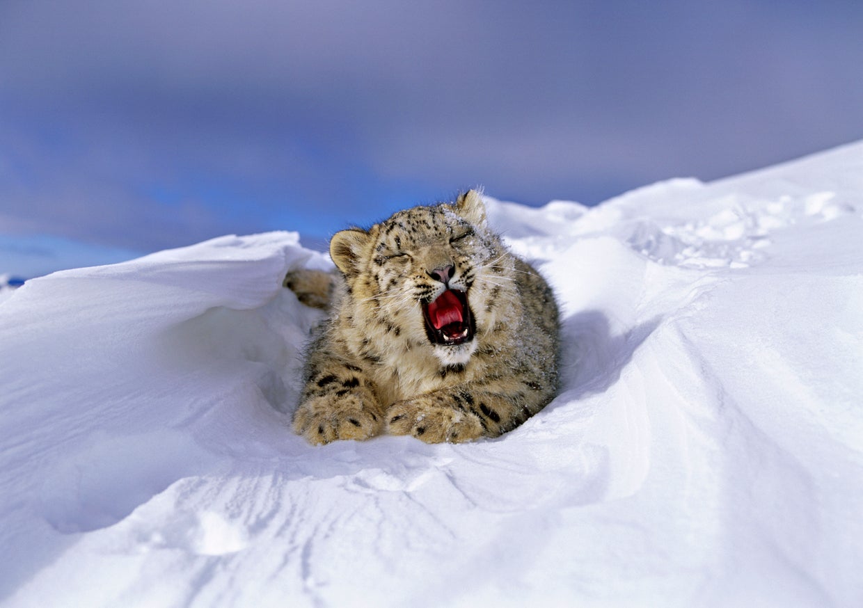 Climate change could push snow leopards to extinction - CBS News