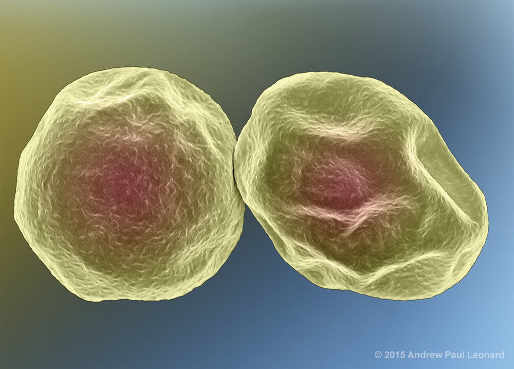 Nature's building blocks up close