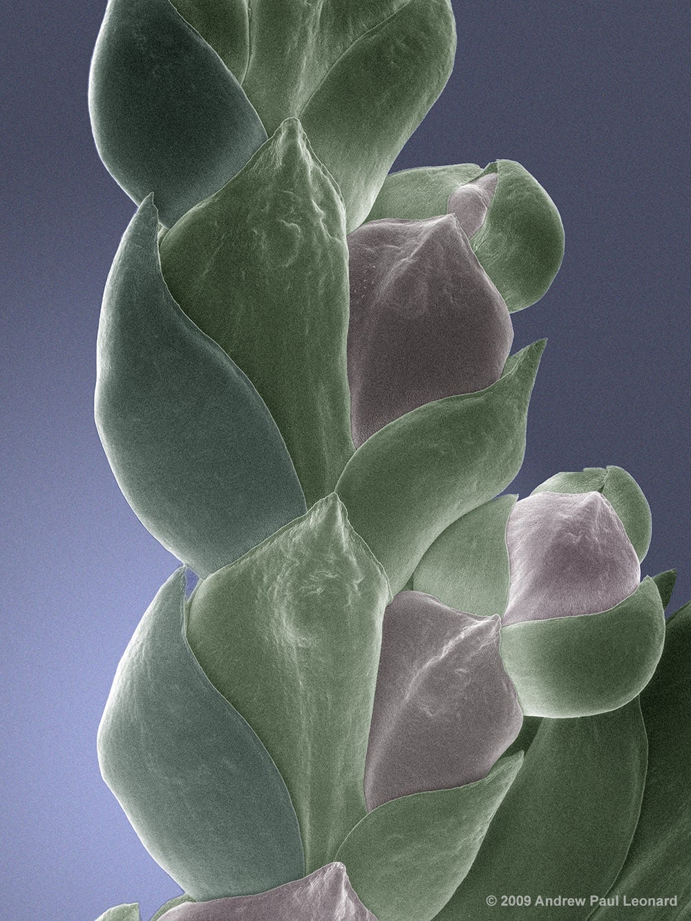 Nature's building blocks up close