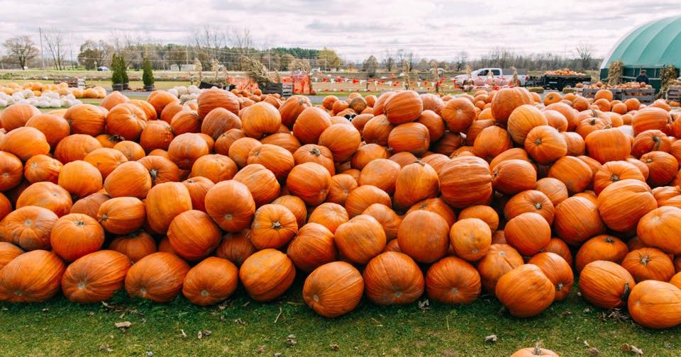 This dog is the real-life "Where's Waldo"