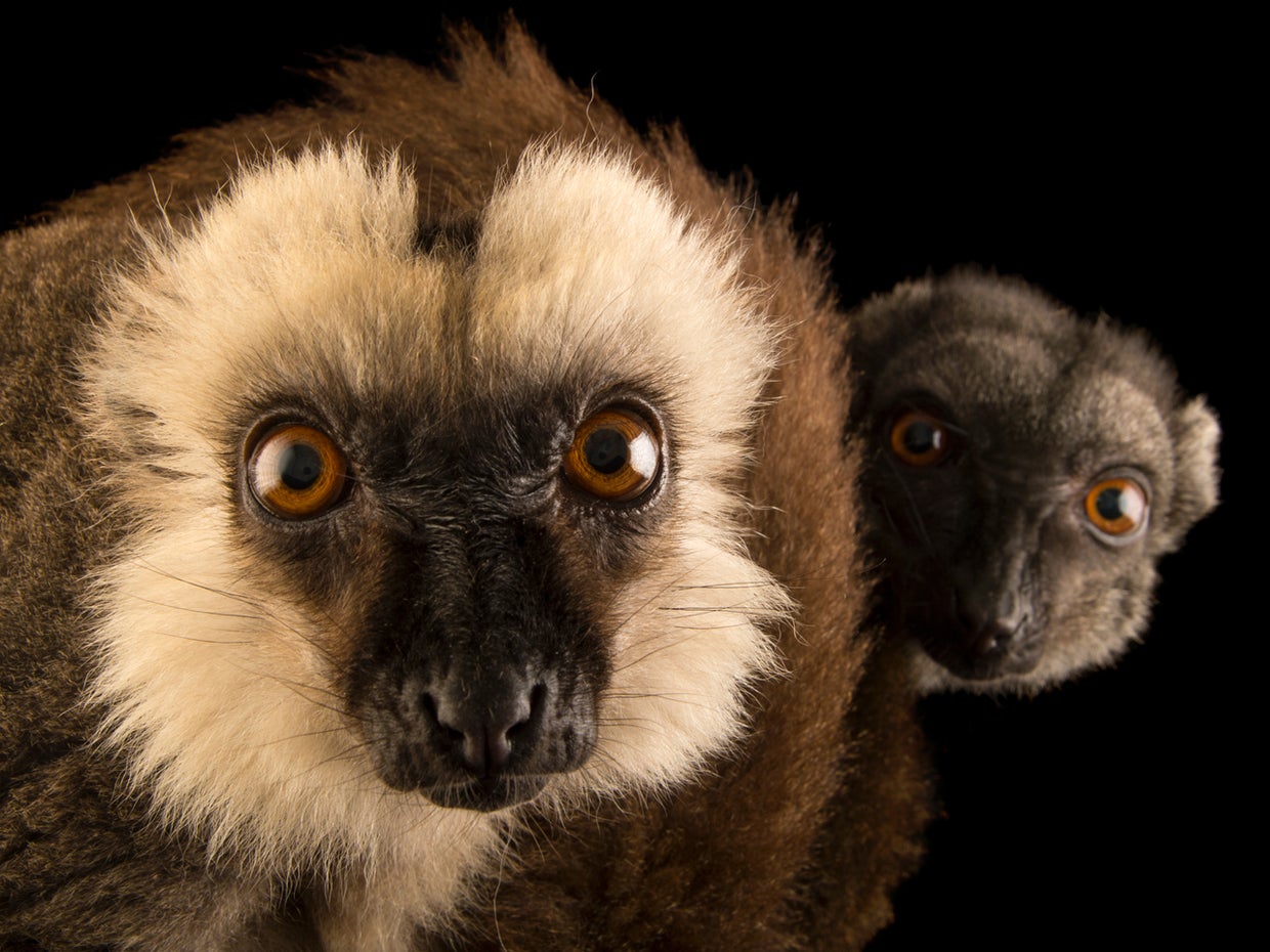 Joel Sartore's Photo Ark