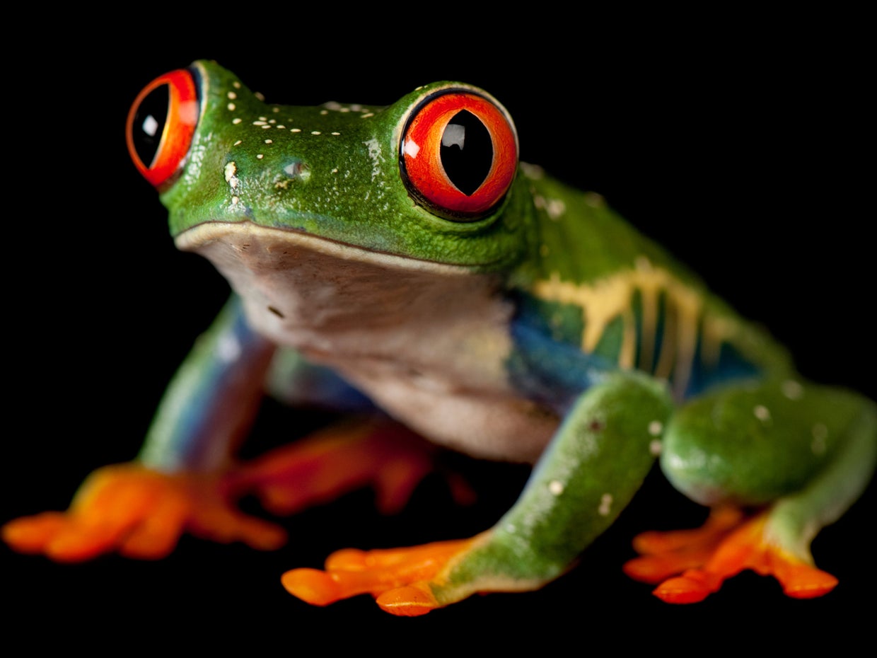 Joel Sartore's Photo Ark