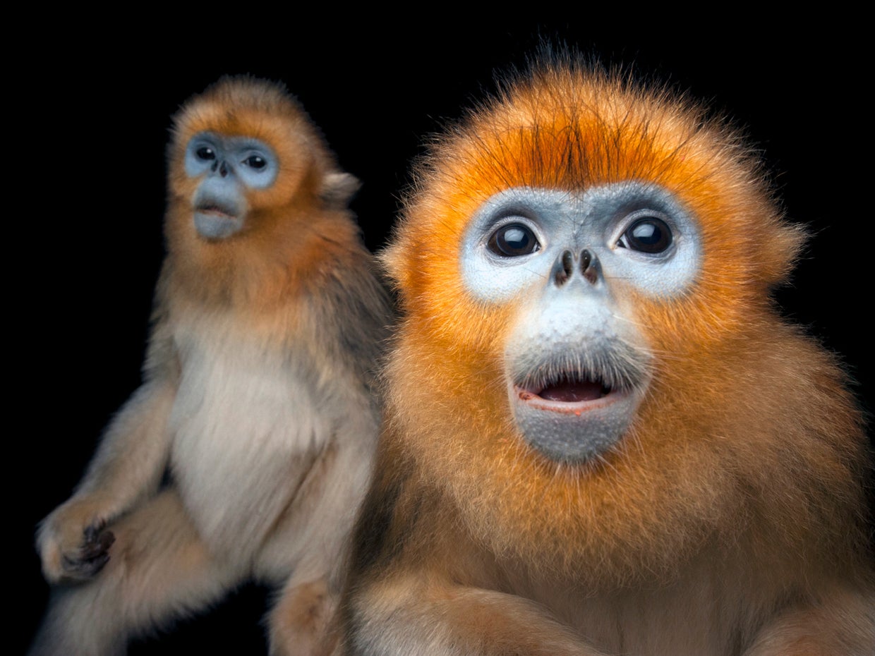 Joel Sartore's Photo Ark