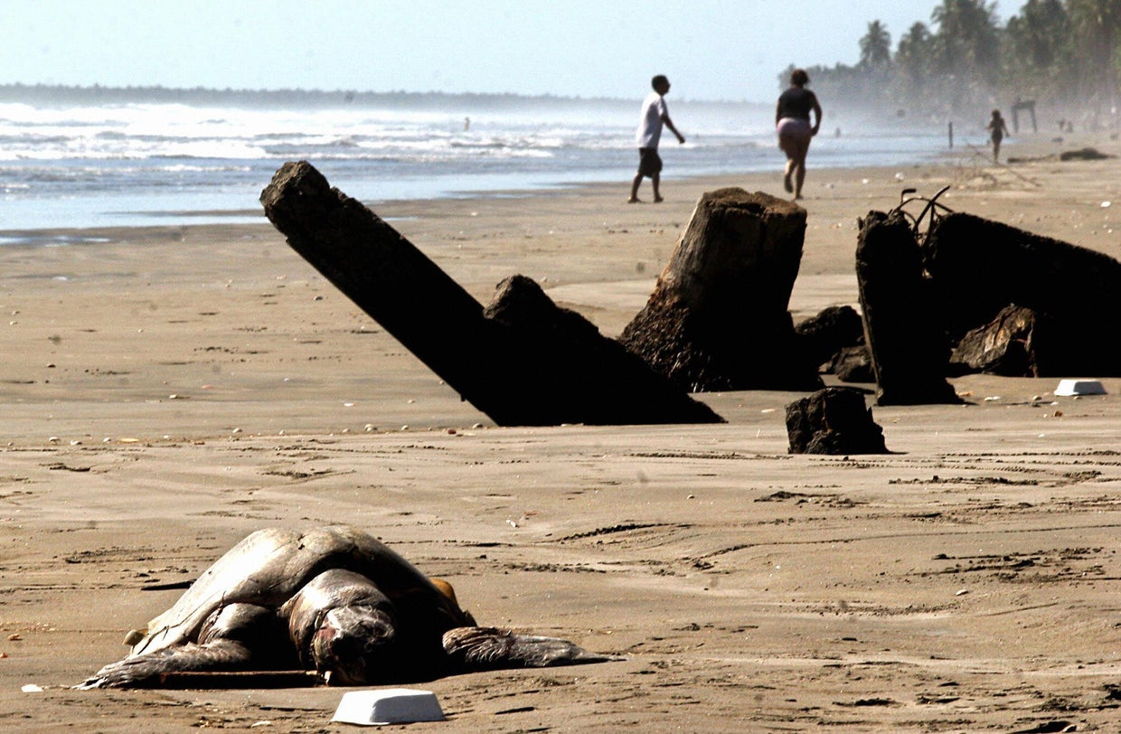 Mysterious mass animal deaths