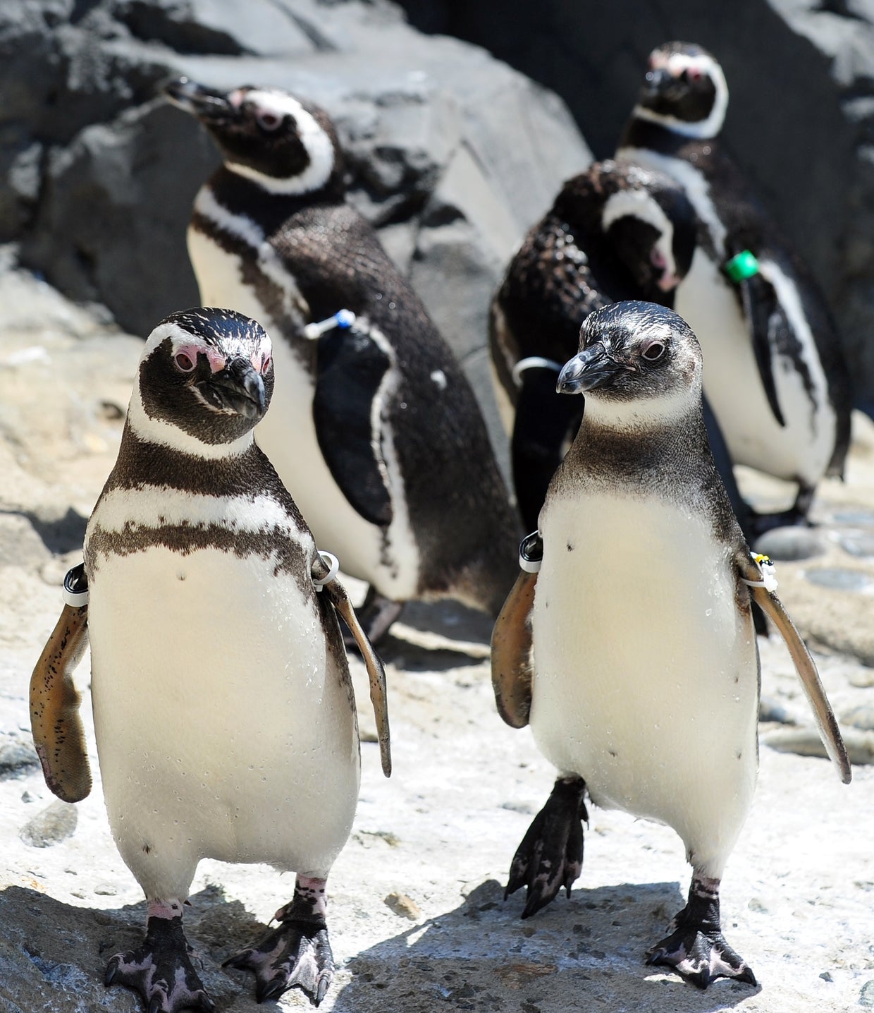 Mysterious mass animal deaths