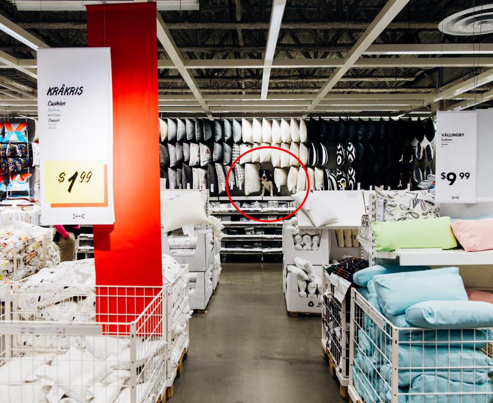 This dog is the real-life "Where's Waldo"