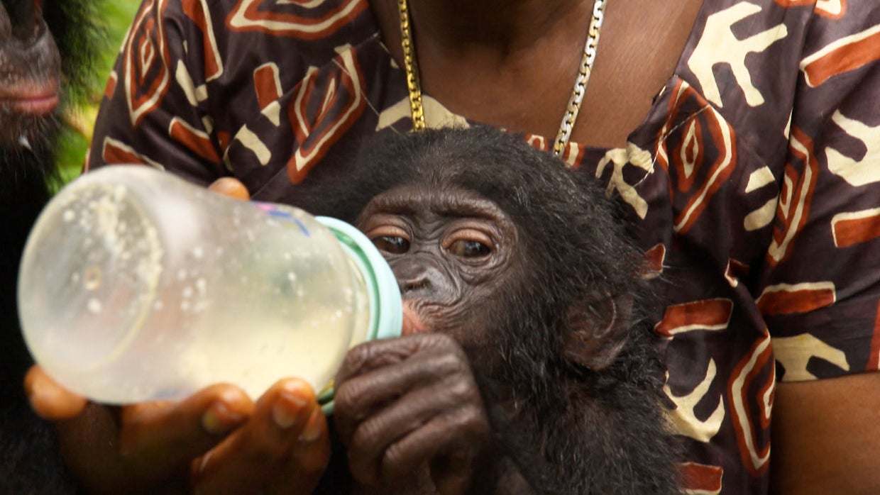 The playful world of baby bonobos - CBS News