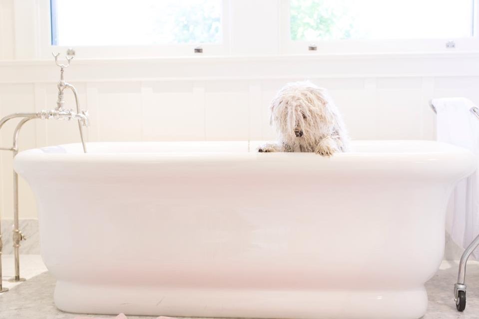 Meet Beast Zuckerberg, your new favorite dog rug