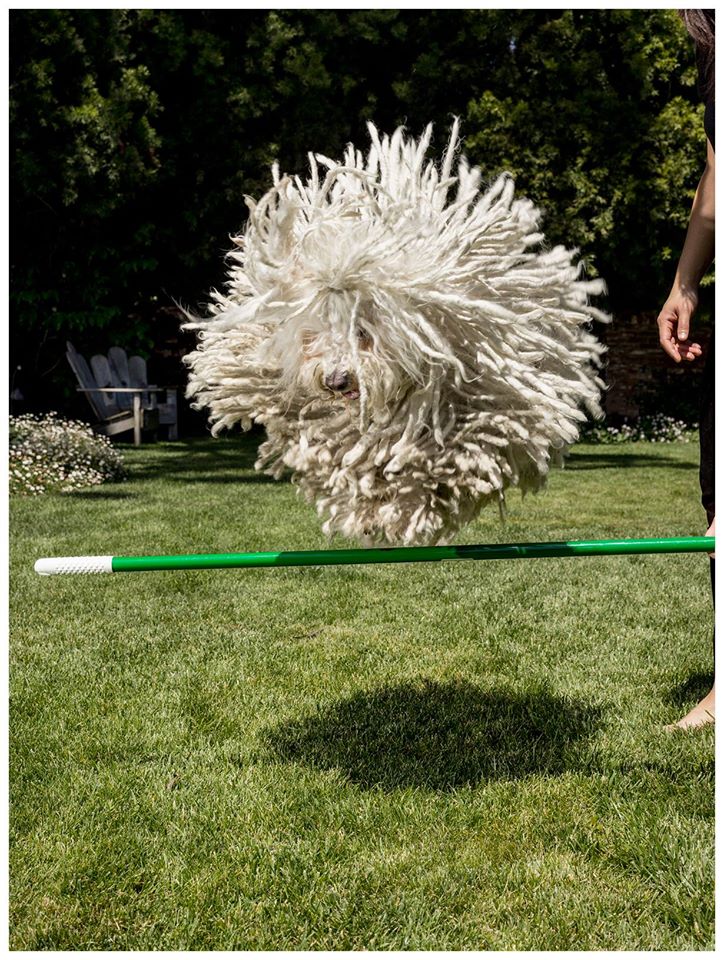 Meet Beast Zuckerberg, your new favorite dog rug