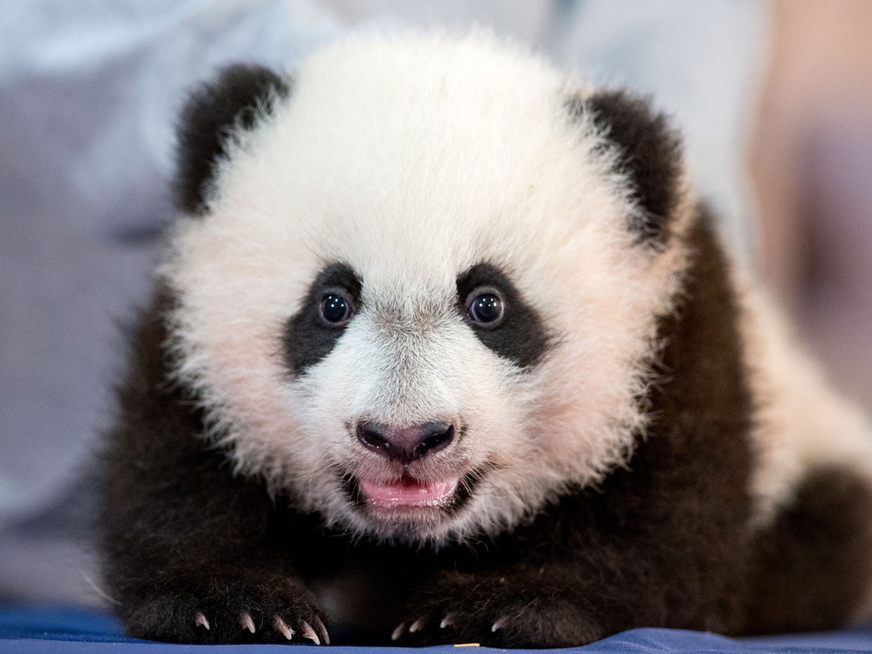 Newest National Zoo panda Bei Bei ready for big debut - CBS News