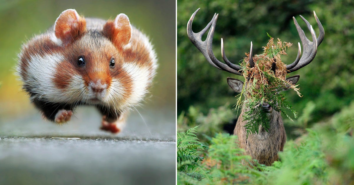 Hilarious winners of The Comedy Wildlife Photography Awards