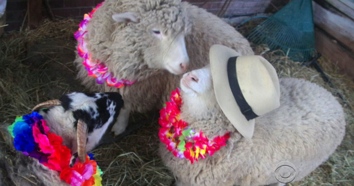 The Sheepover: How two farmers and their sheep shepherded a book deal ...