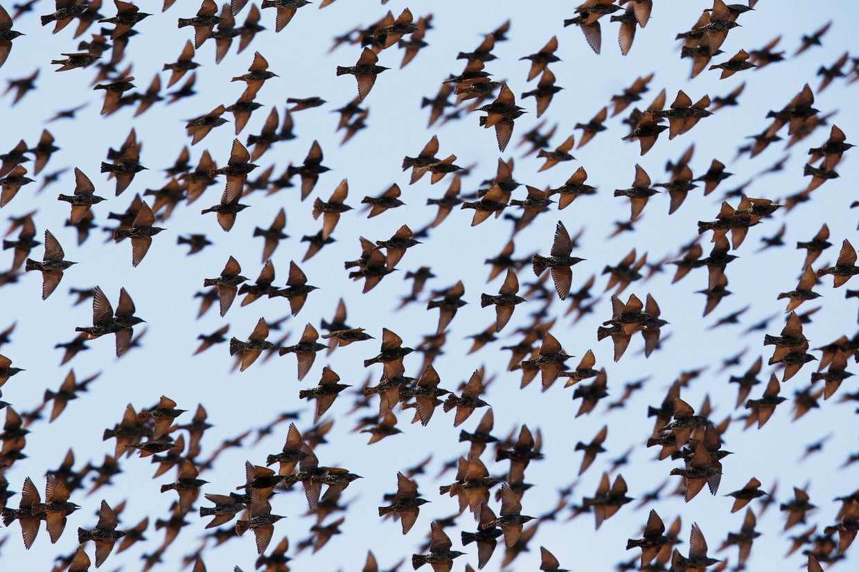 Starlings dance across the winter sky
