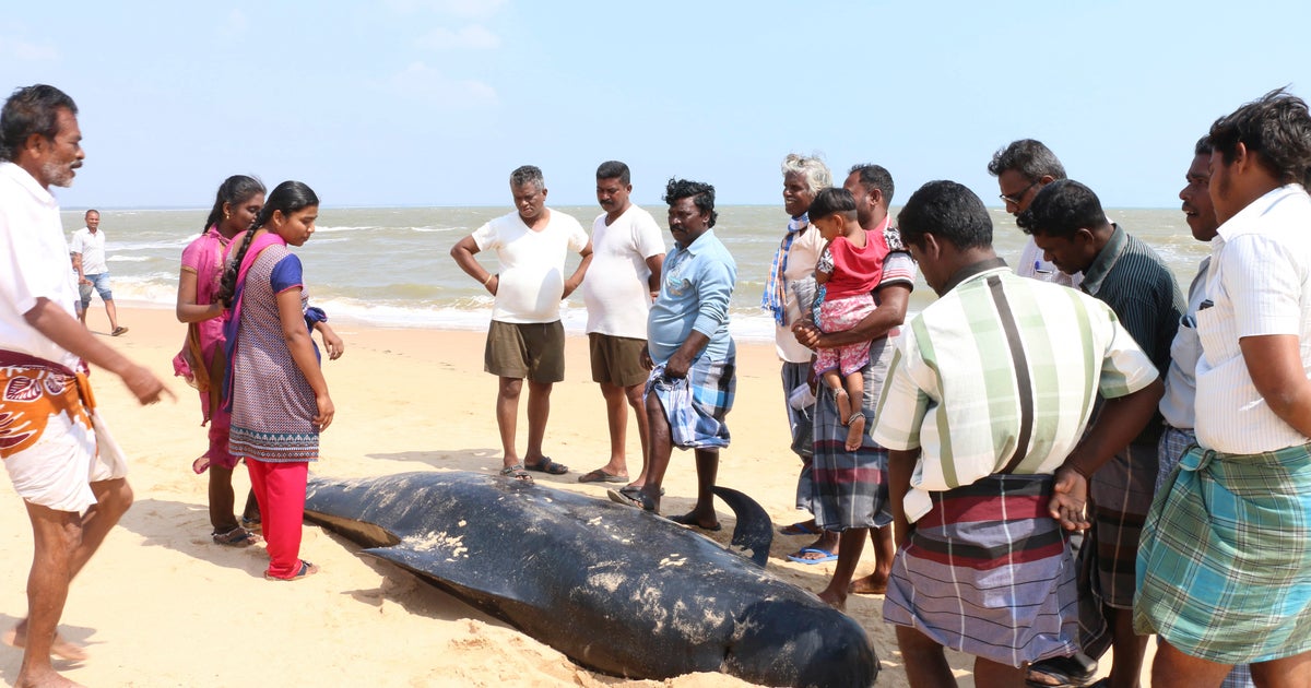 Beached whales in India