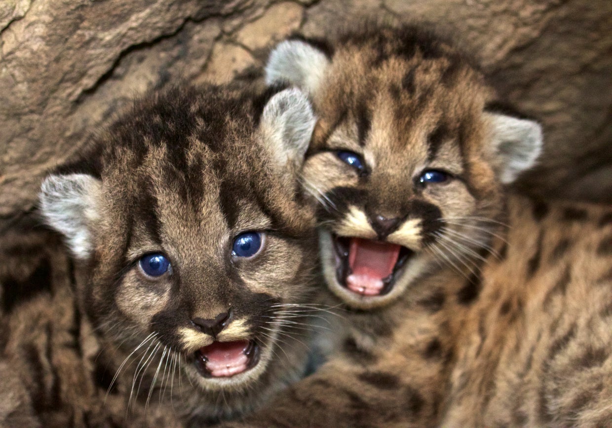 Big cats in a big city