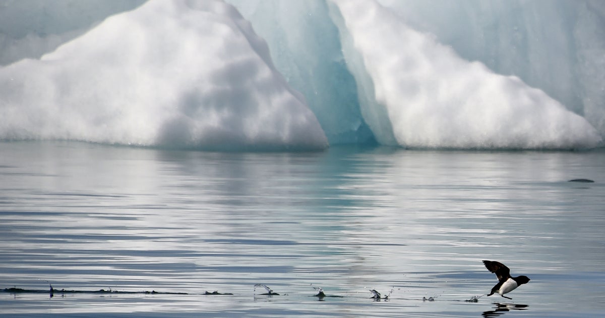 Ocean species mix as Arctic sea ice melts, with unknown consequences ...